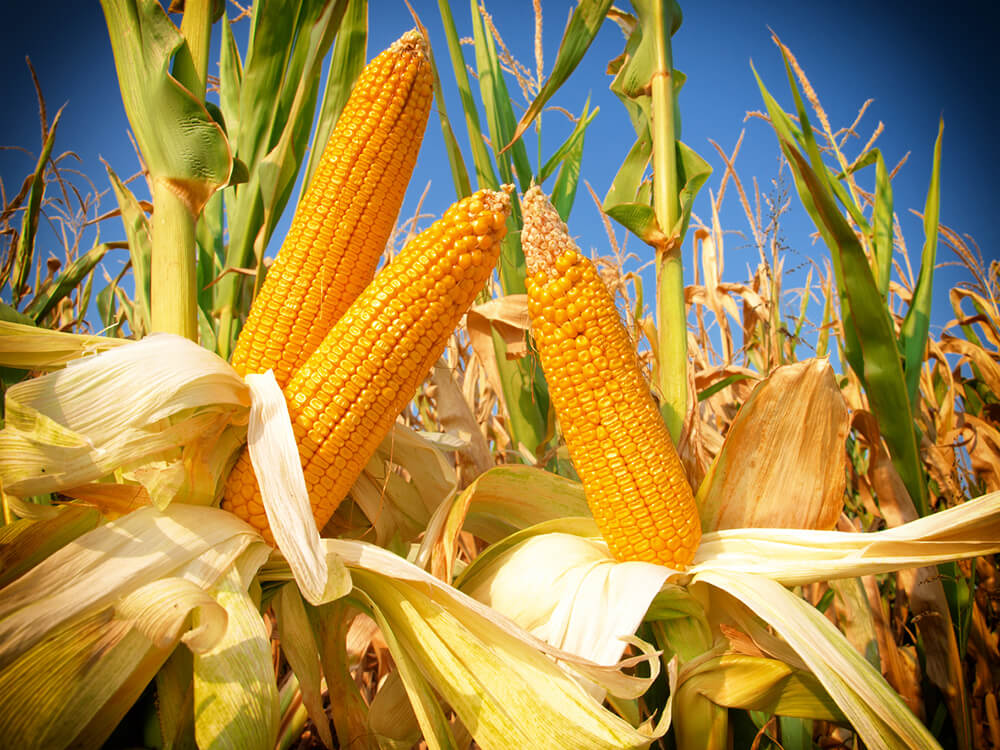 A műtrágya alkalmazási stratégiái kukoricánál - Hirös Agrária %A ...
